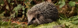 The British Hedgehog Preservation Society