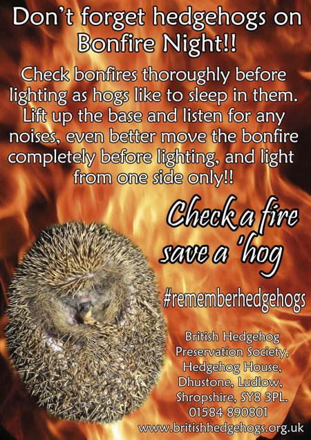 Twiggy sparks bonfire night hedgehog checks! - The British Hedgehog ...