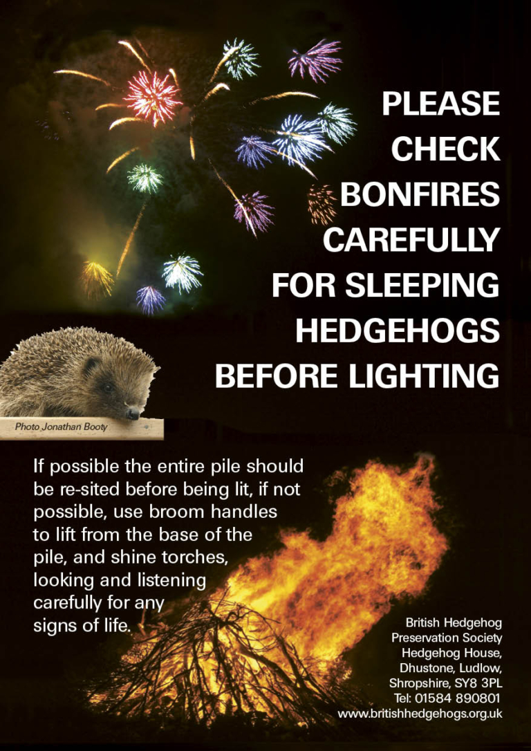 Twiggy sparks bonfire night hedgehog checks! - The British Hedgehog ...