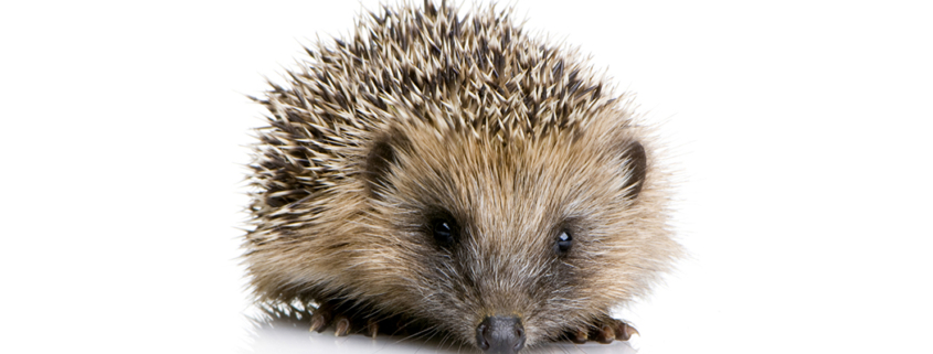 British hedgehog now officially classified as vulnerable to extinction ...