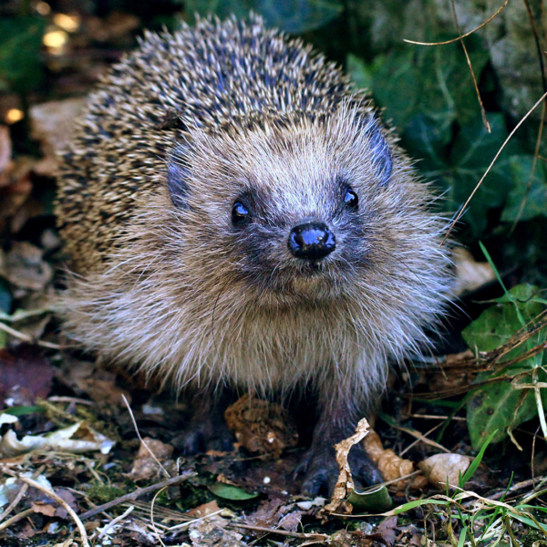 The British Hedgehog Preservation Society - The British Hedgehog ...