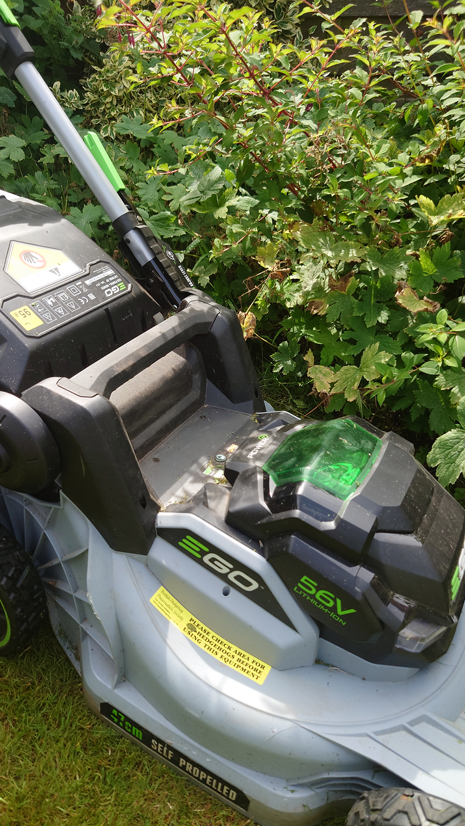 Hedgehog Heroes - The Cycling Gardener Ledbury - The British Hedgehog ...