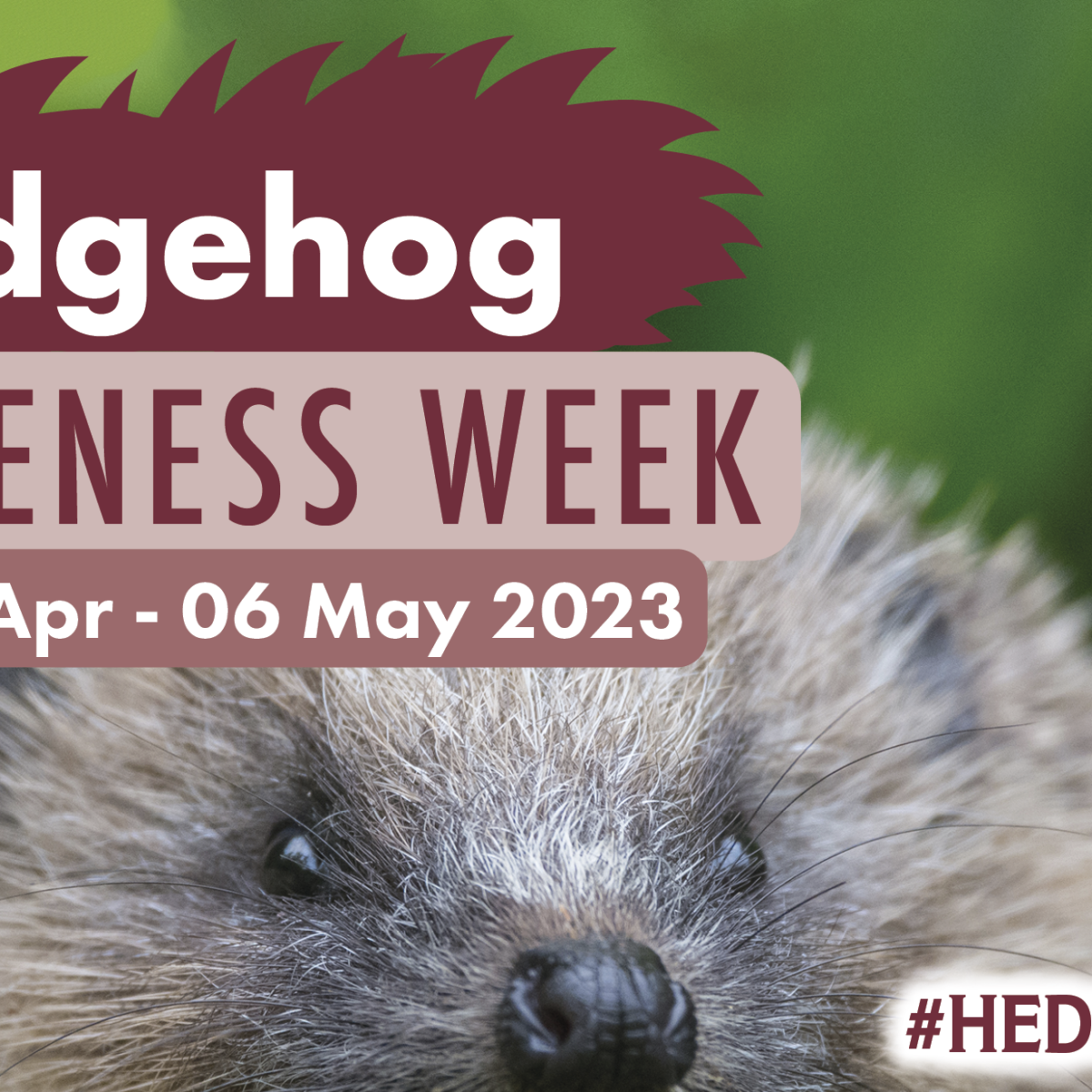 The British Hedgehog Preservation Society