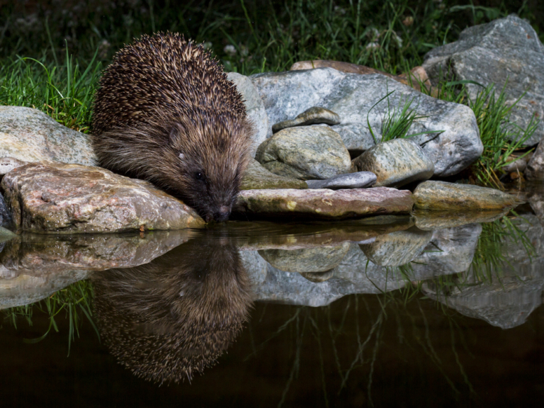 Leaving a legacy - The British Hedgehog Preservation Society