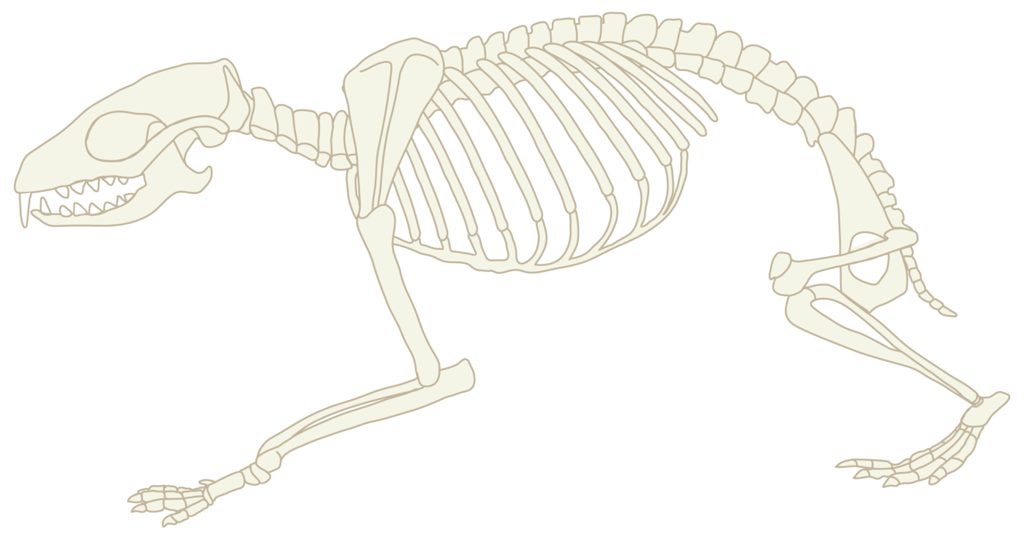 How well do you know your hedgehog?