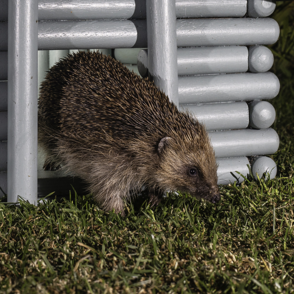 Competition Corner - The British Hedgehog Preservation Society