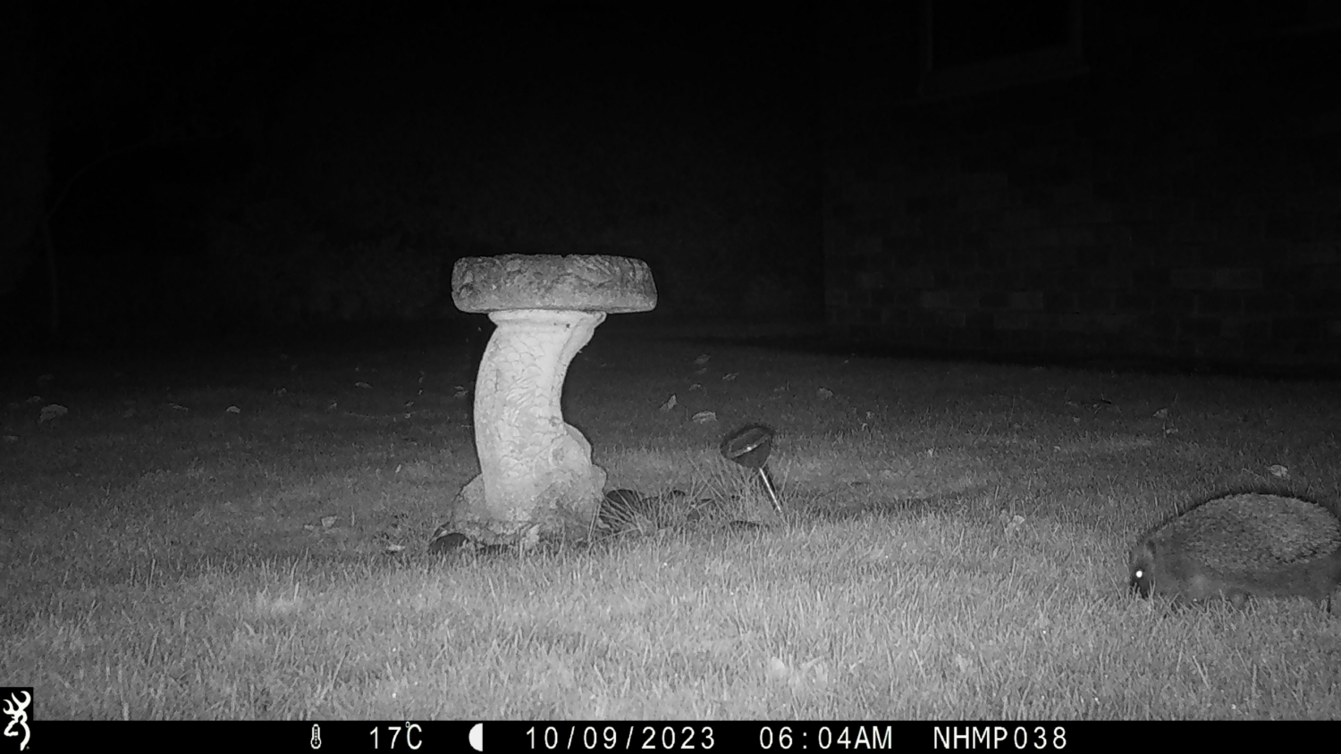 National Hedgehog Monitoring Programme - The British Hedgehog ... National Hedgehog Monitoring Programme - The British Hedgehog ...