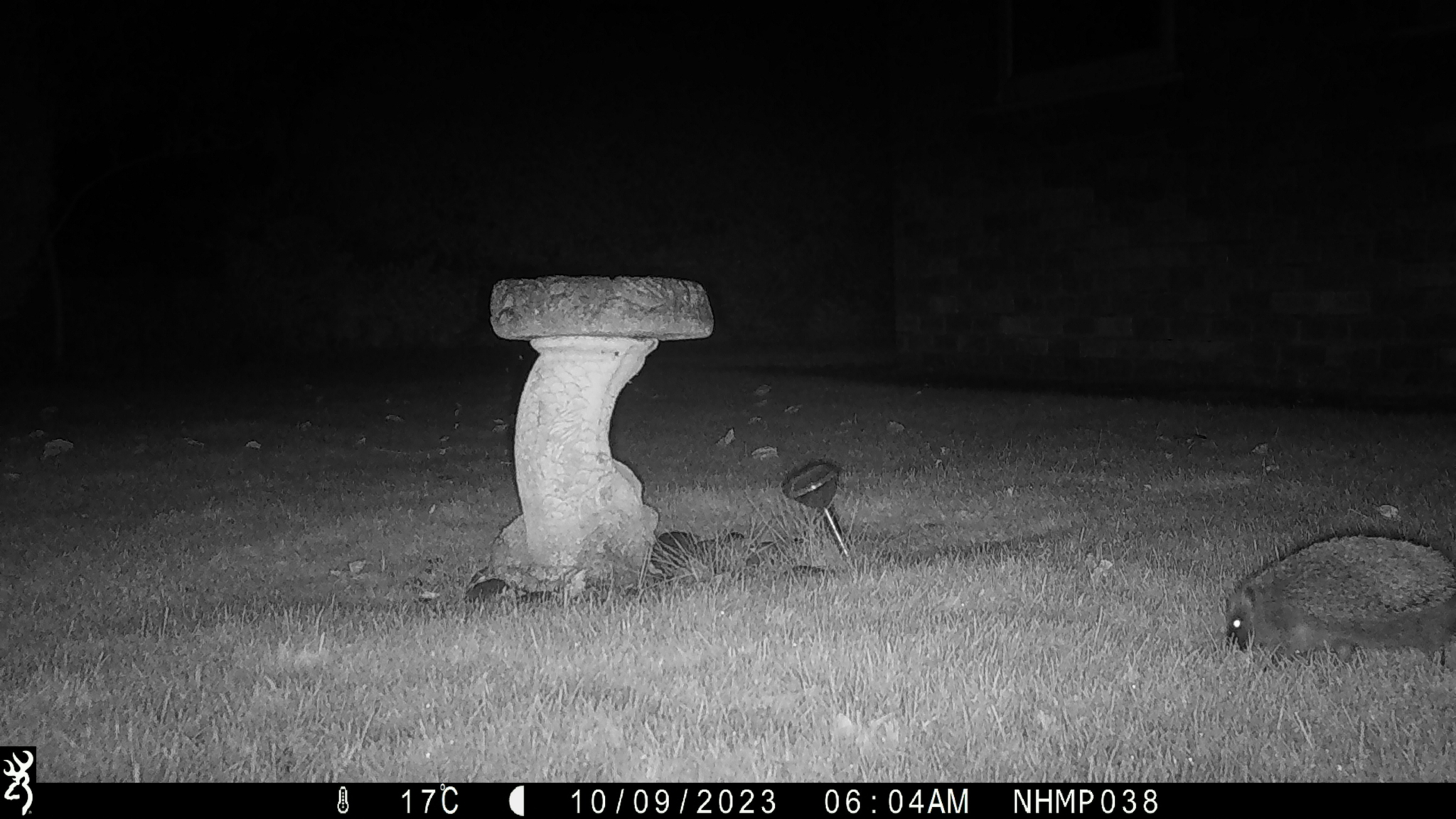 National Hedgehog Monitoring Programme - The British Hedgehog ...