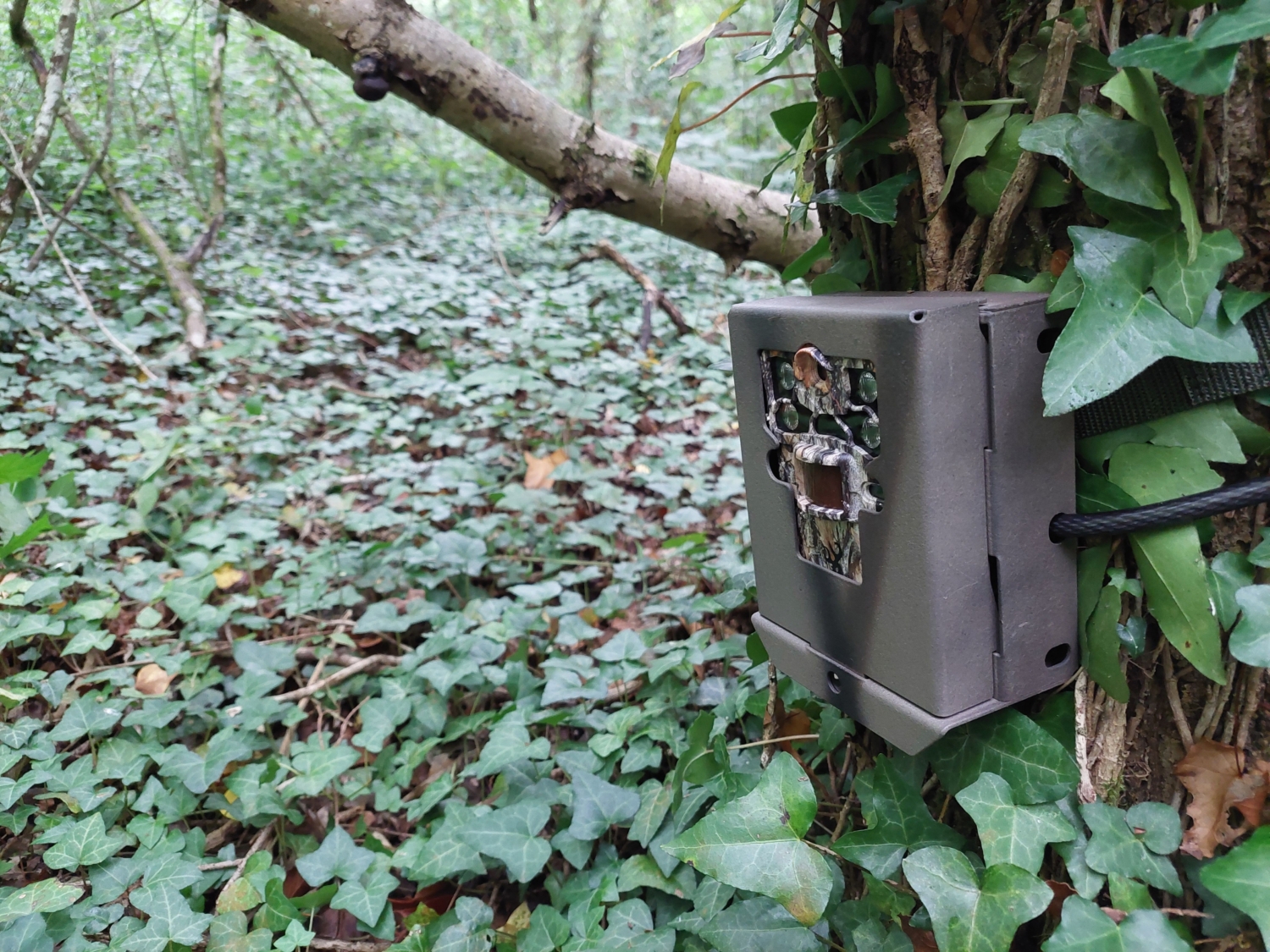 National Hedgehog Monitoring Programme - The British Hedgehog ... National Hedgehog Monitoring Programme - The British Hedgehog ...
