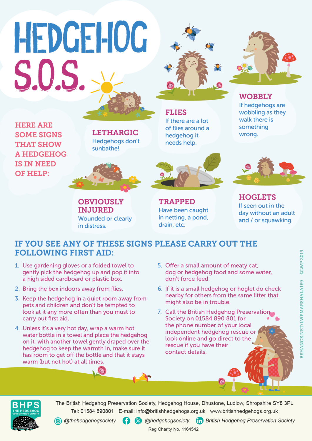 Found a hedgehog?
