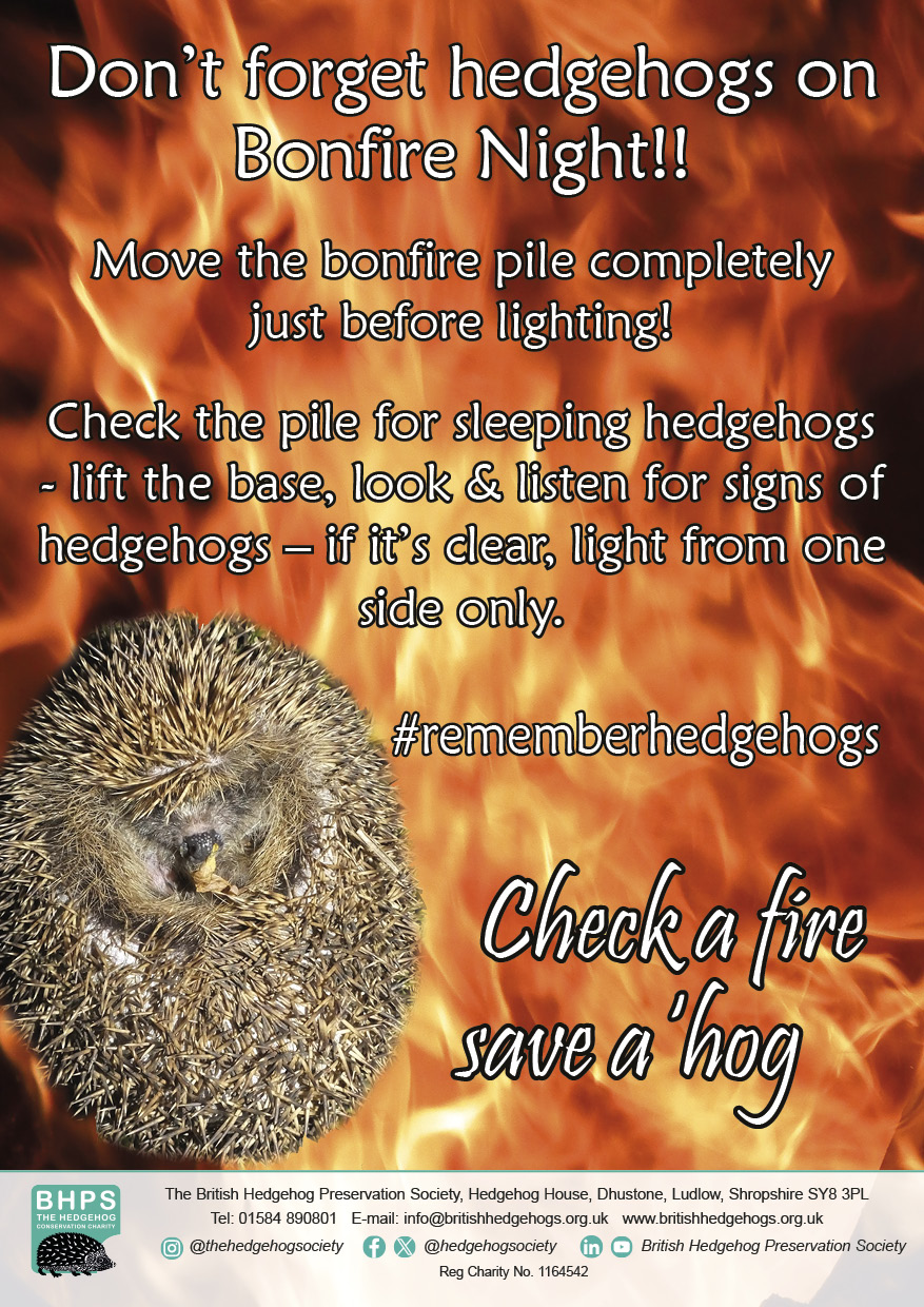 BHPS’ five alternatives for bonfire night: - The British Hedgehog ...