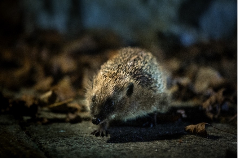 National Hedgehog Conservation Strategy - The British Hedgehog ...