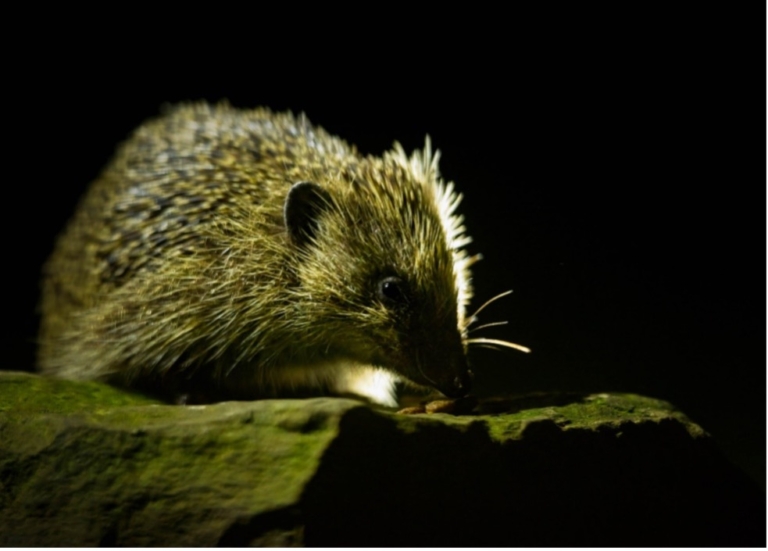 National Hedgehog Conservation Strategy - The British Hedgehog ... National Hedgehog Conservation Strategy - The British Hedgehog ...