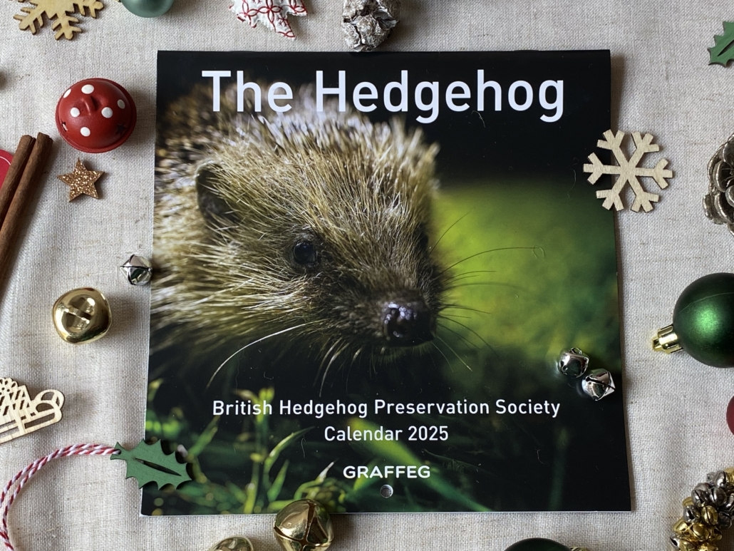 Help hedgehogs this Christmas with perfect prickly presents! - The ...