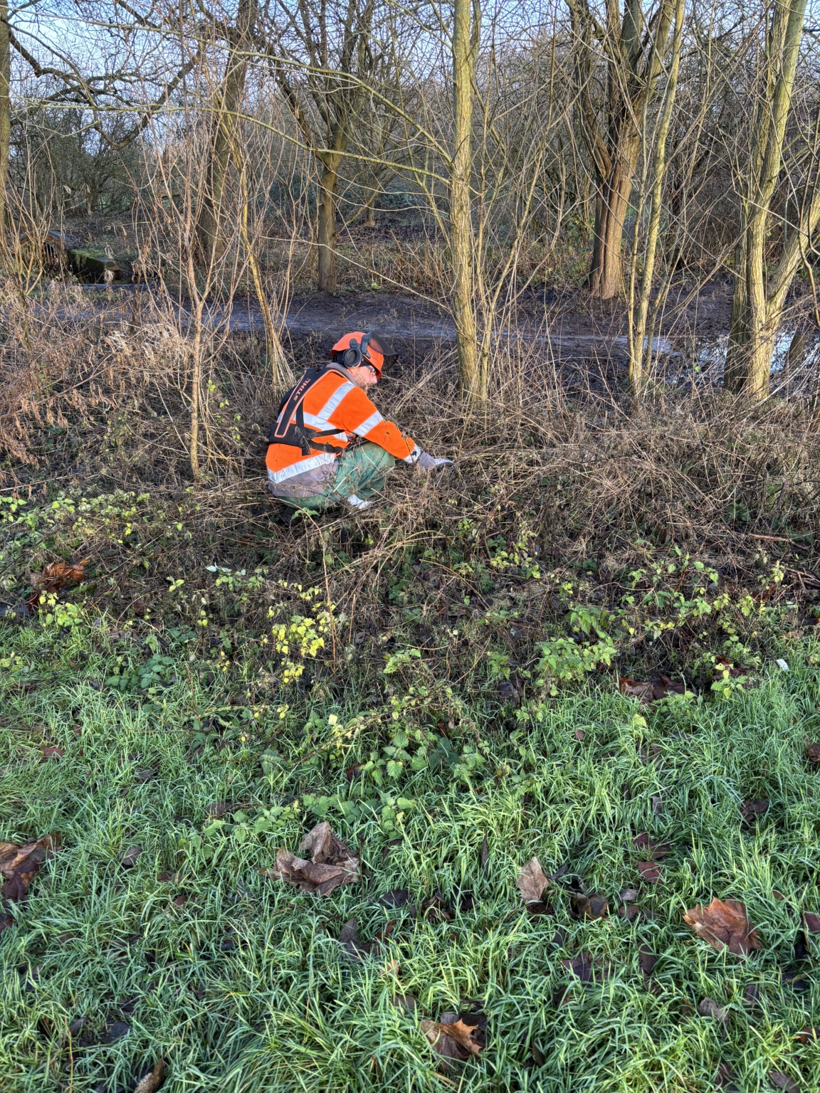 Hedgehog Heroes - Lichfield District Council - The British Hedgehog ...