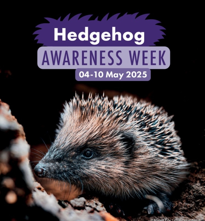 Give hedgehogs the edge this Hedgehog Awareness Week - The British ...