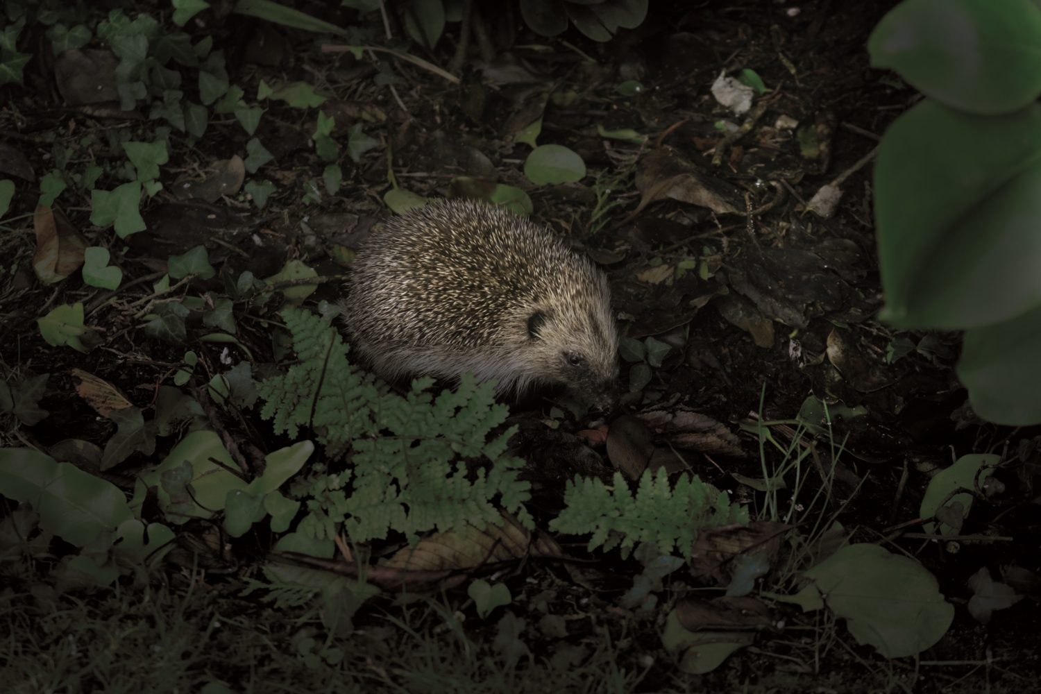 Go WILD for Hedgehogs with Hedgehog Street - The British Hedgehog ...