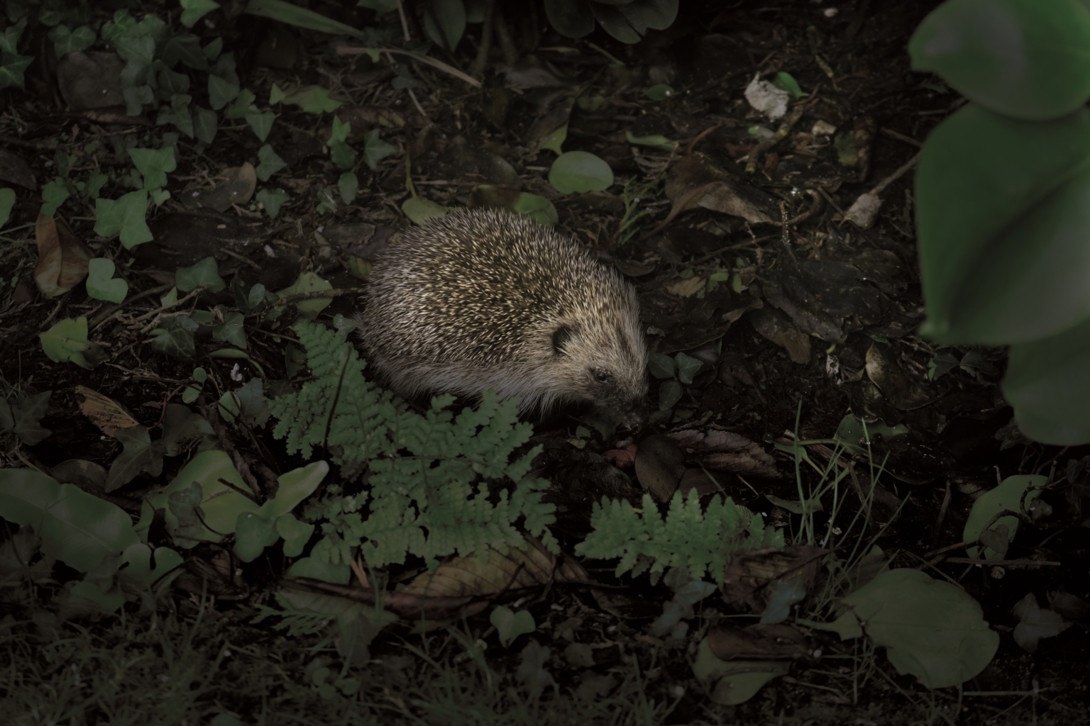Go WILD for Hedgehogs with Hedgehog Street - The British Hedgehog ...
